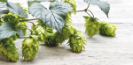 4 Things You Should Know About Hops