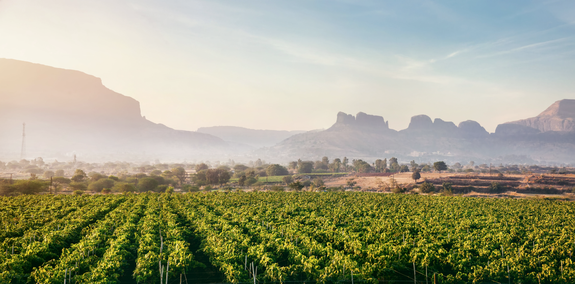 A Guide to India's Wine Regions