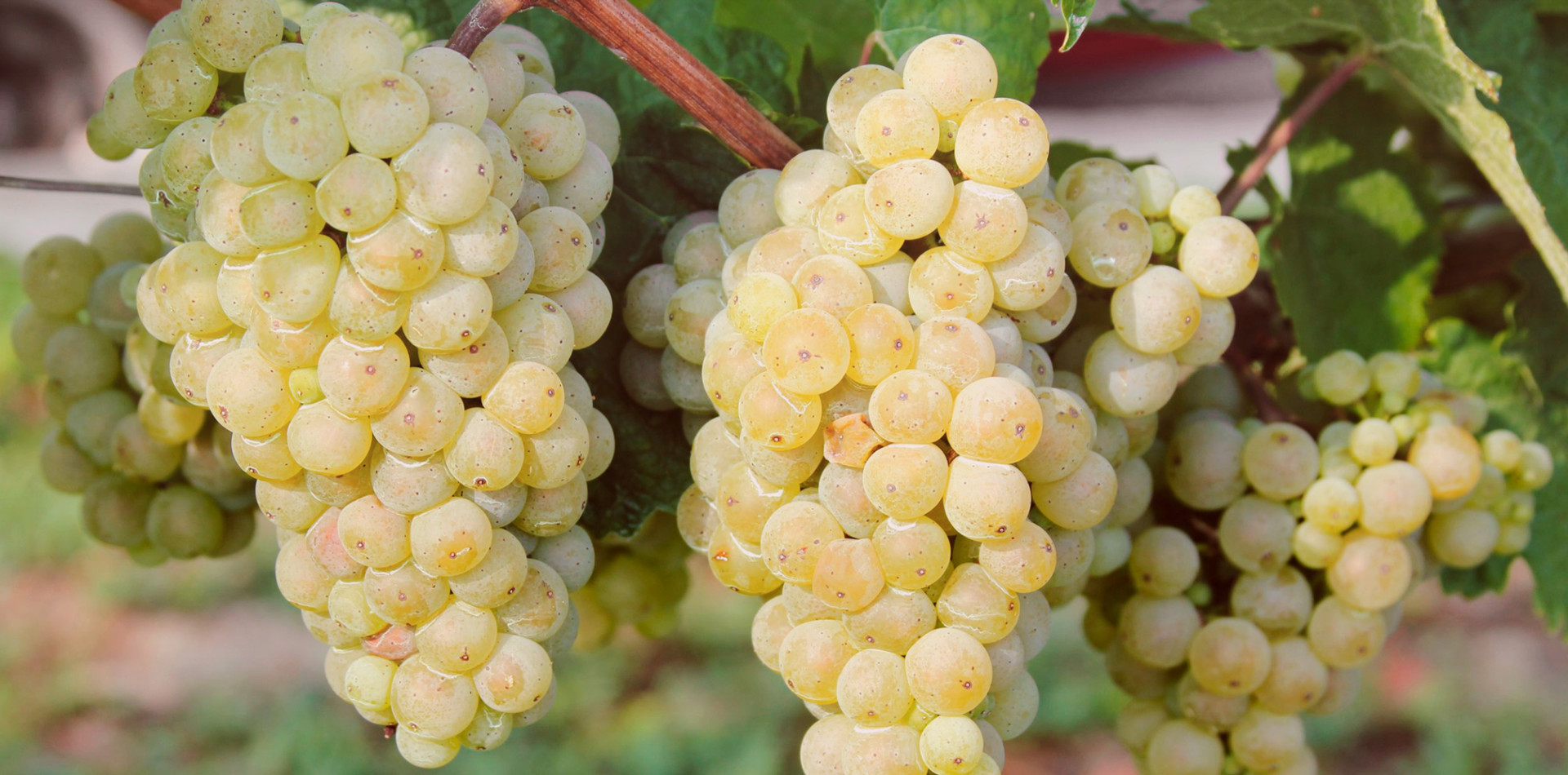 Your Guide to Grüner Veltliner