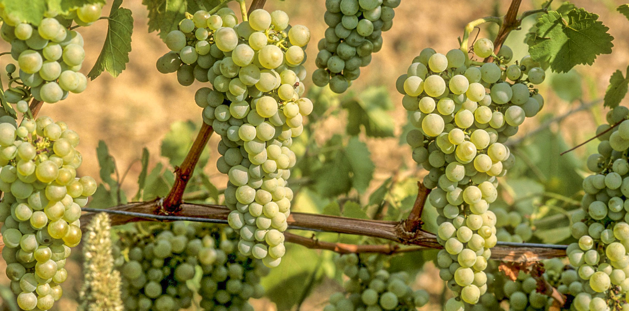 Grape Guide: Sauvignon Blanc